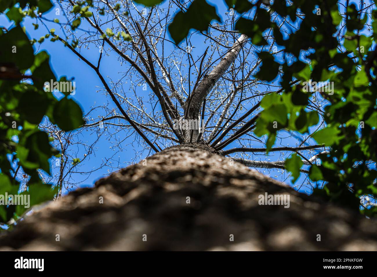 Treetops of a giant tree in springtime in the forest; view from the ...