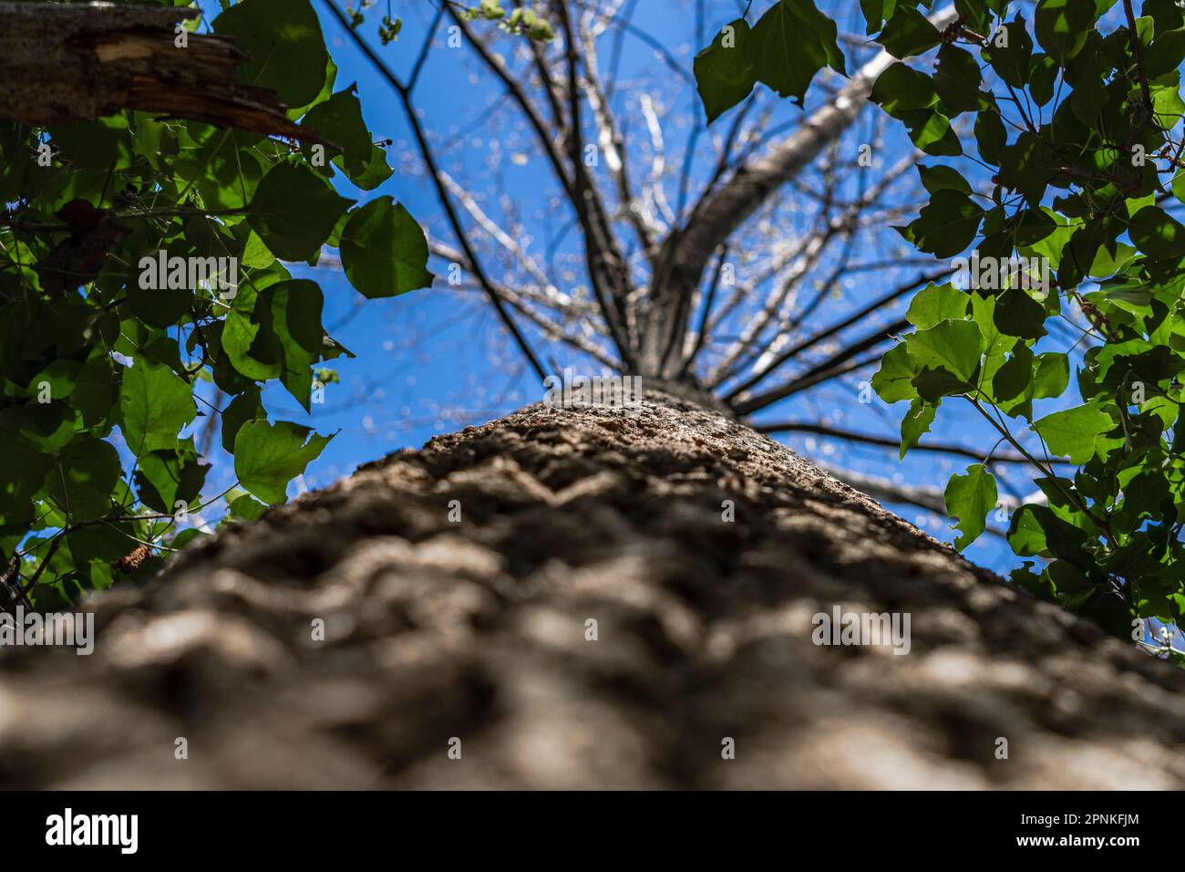 Treetops of a giant tree in springtime in the forest; view from the ...