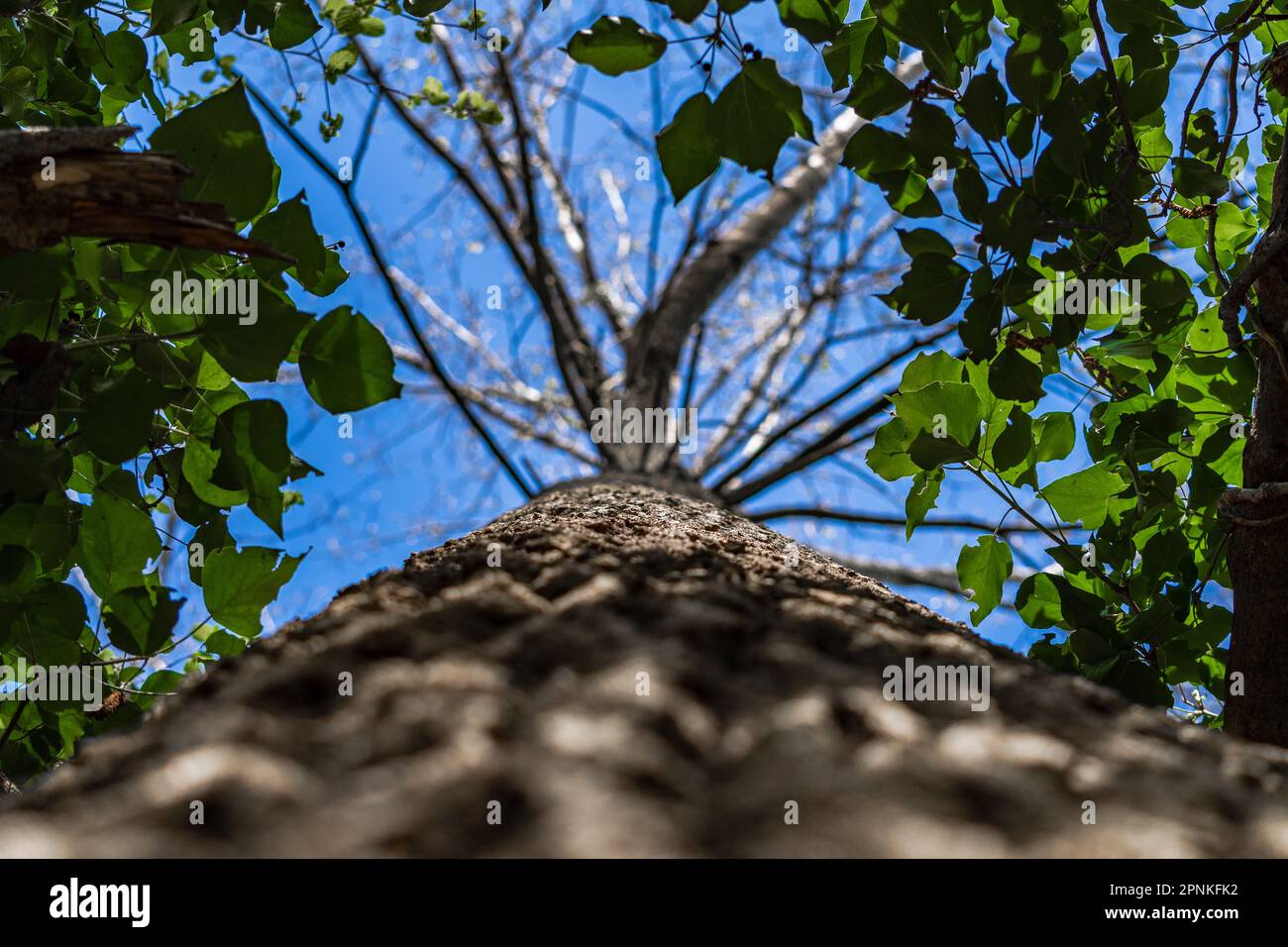 Treetops of a giant tree in springtime in the forest; view from the ...