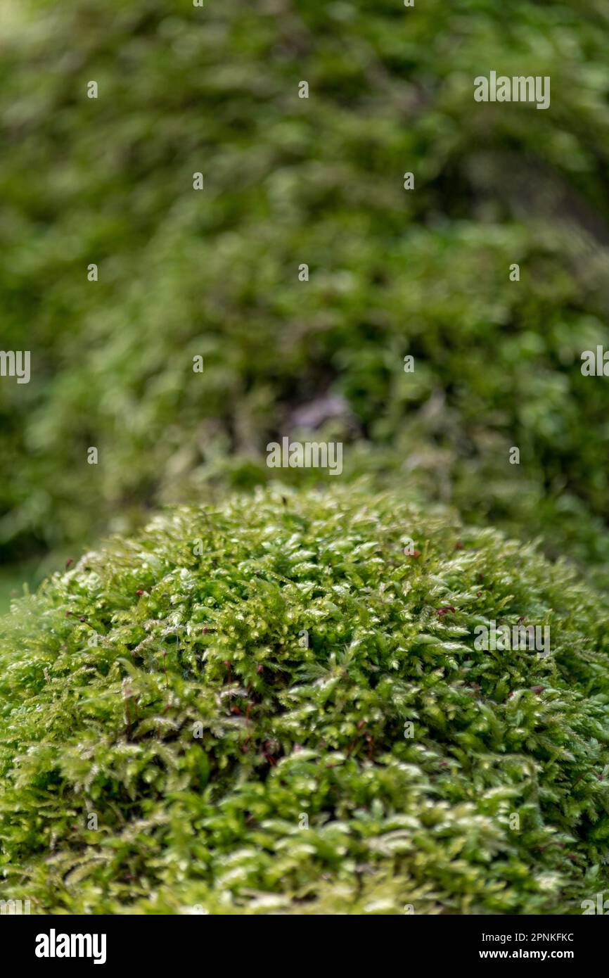 Green moss forest with tree with moss. Beautiful sunlight shine on the ...