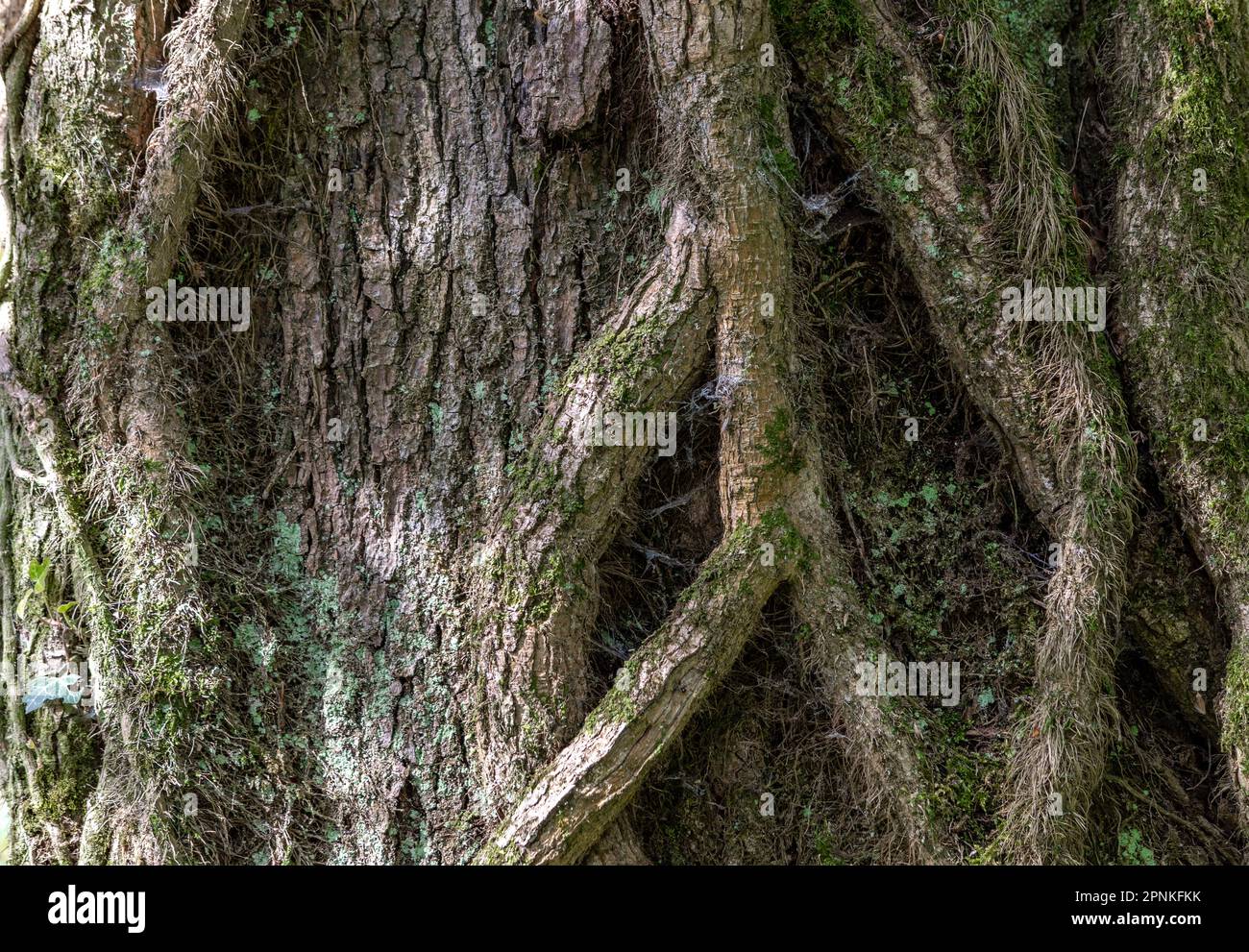 Withered tree root texture hi-res stock photography and images - Alamy