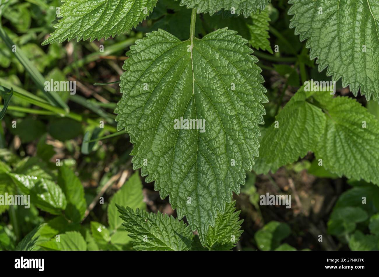 Simple big leaf in a wood. Spring green background with a leaf immersed ...