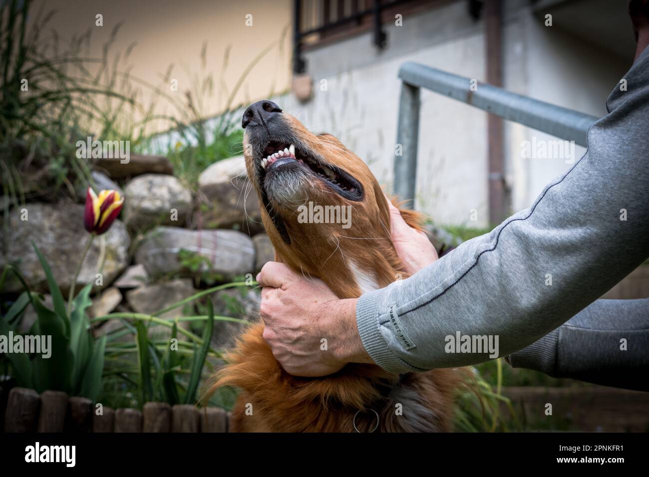 Portrait happy smiling Italian dog. caresses on the muzzle of a Golden ...
