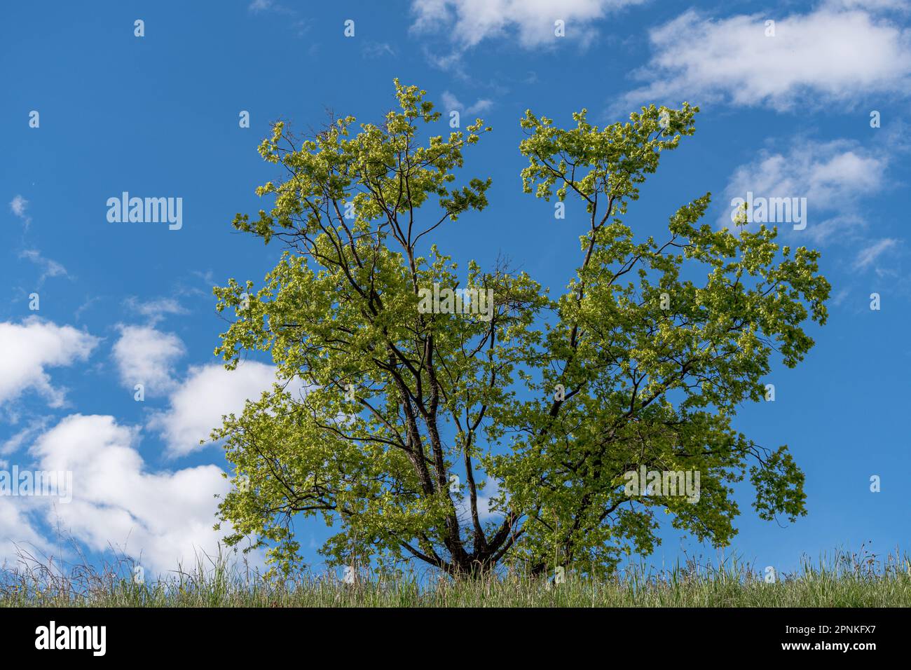 Natural background depicting a tree surrounded by greenery. Beautiful ...