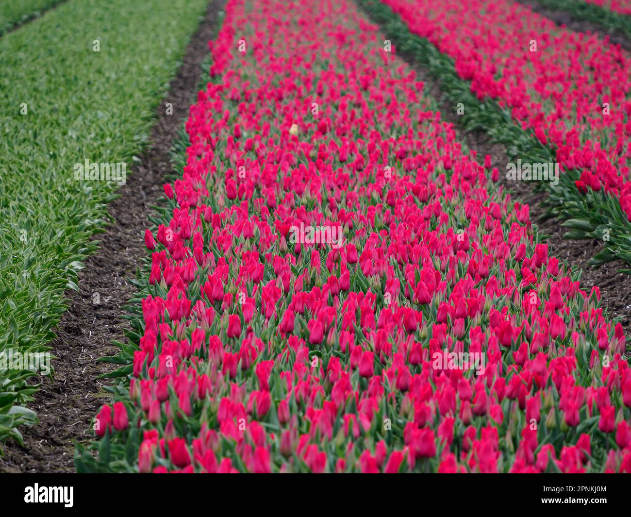 the city of Urk and many tulips in the netherlands Stock Photo - Alamy