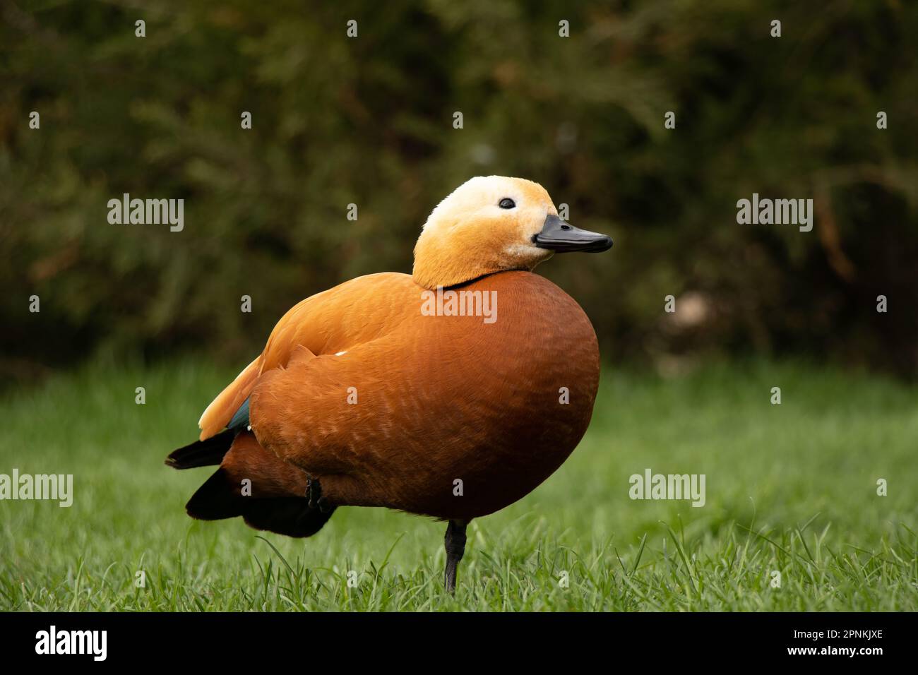 Duck beak red hi-res stock photography and images - Alamy