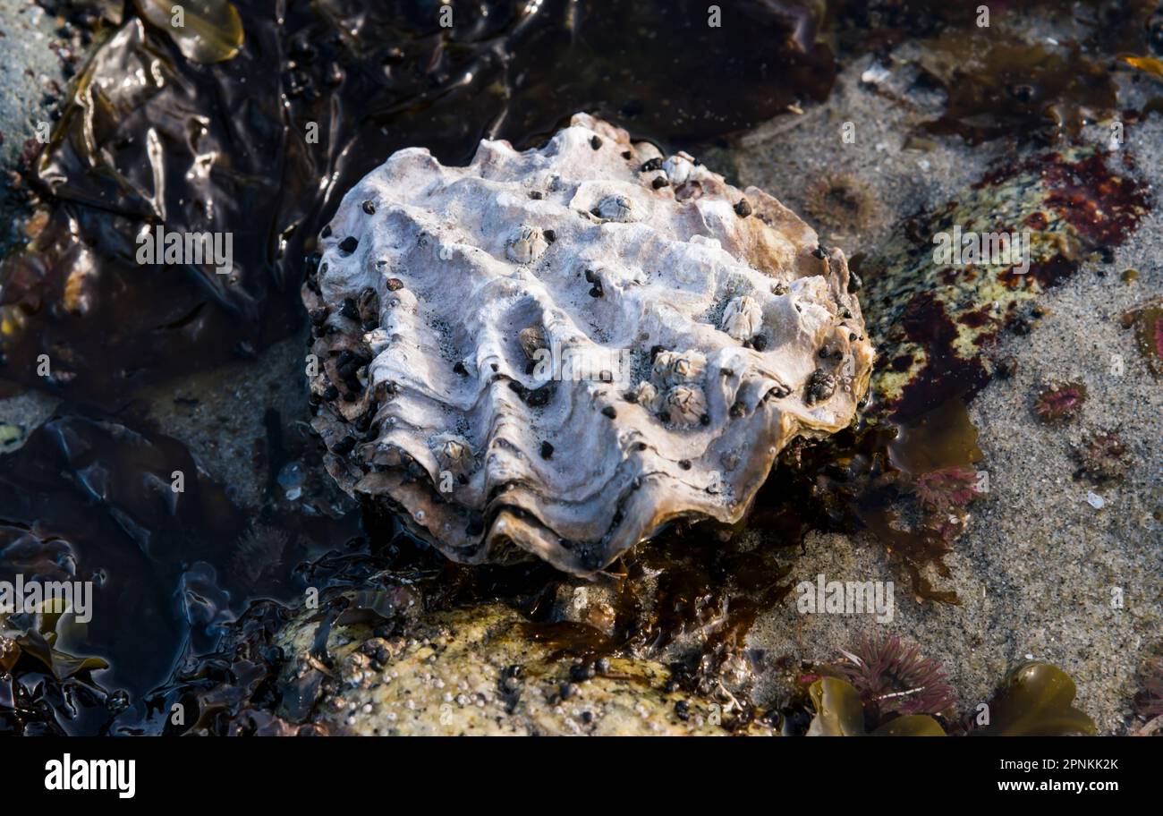 A ridged large shell on a beach at low-tide on Savary Island, British ...