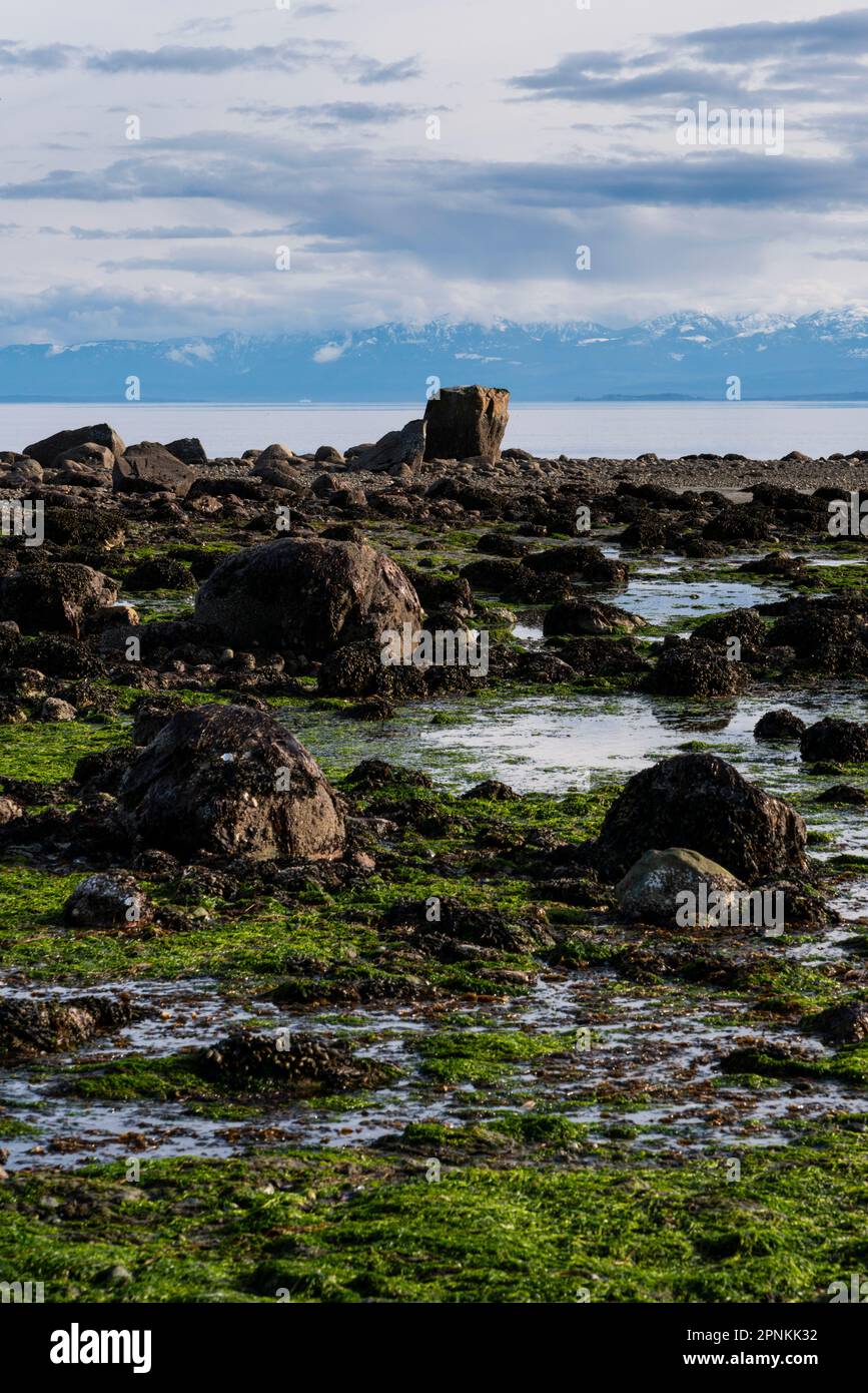Seaweed and rocks at low-tide with a view of mountains and clouds ...