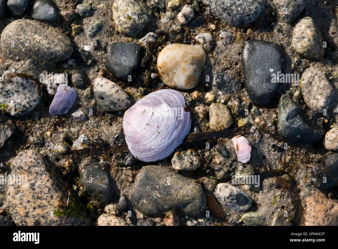 Purple seashells scattered across the rocky white sand beaches of ...