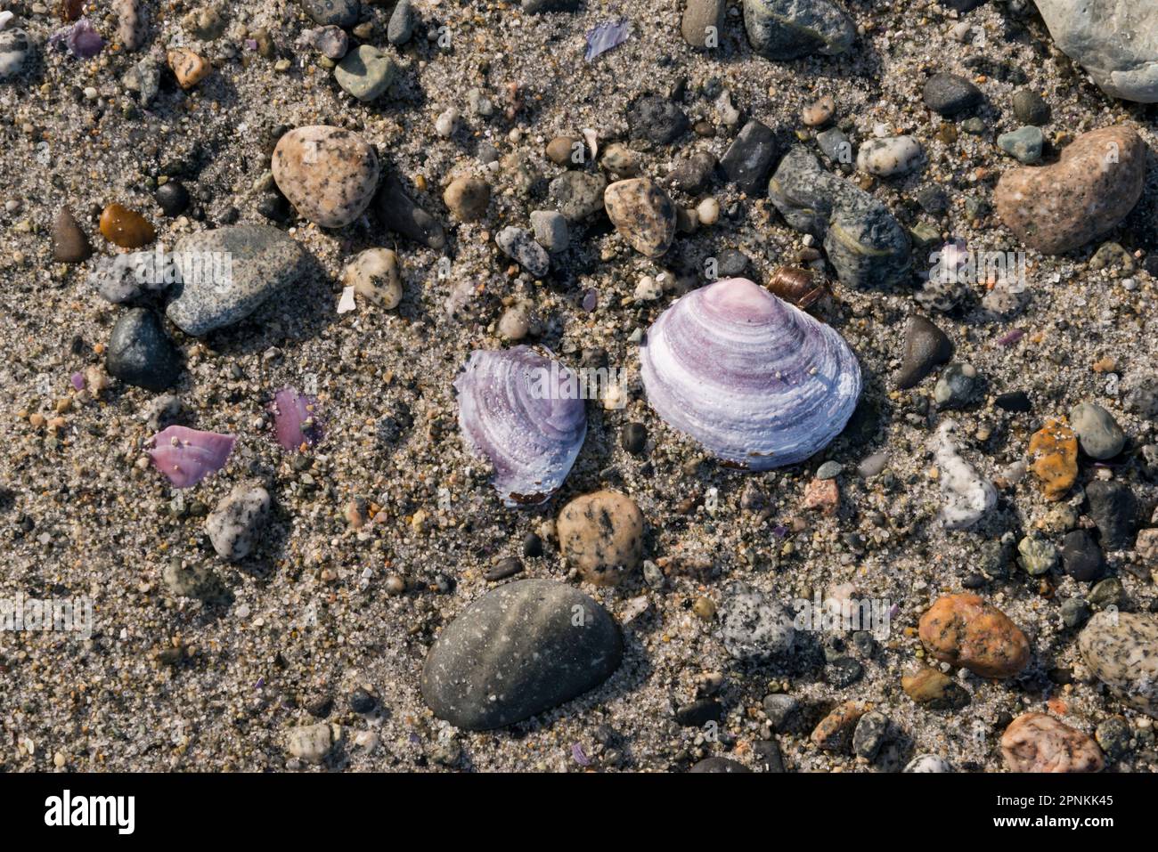 Purple seashells scattered across the rocky white sand beaches of ...