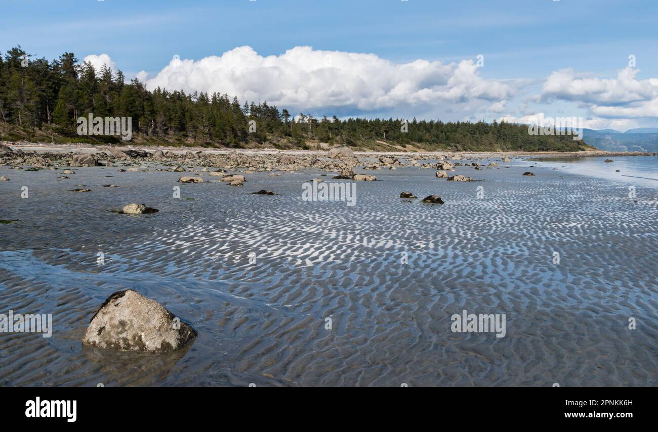 Low-tide sand on Sutherland Beach with the forest of Savary Island and ...