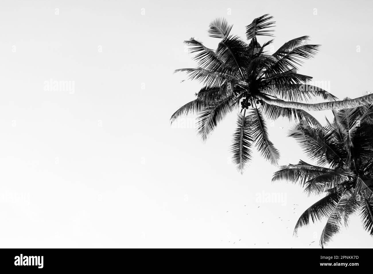 Palm trees standing tall Stock Photo - Alamy