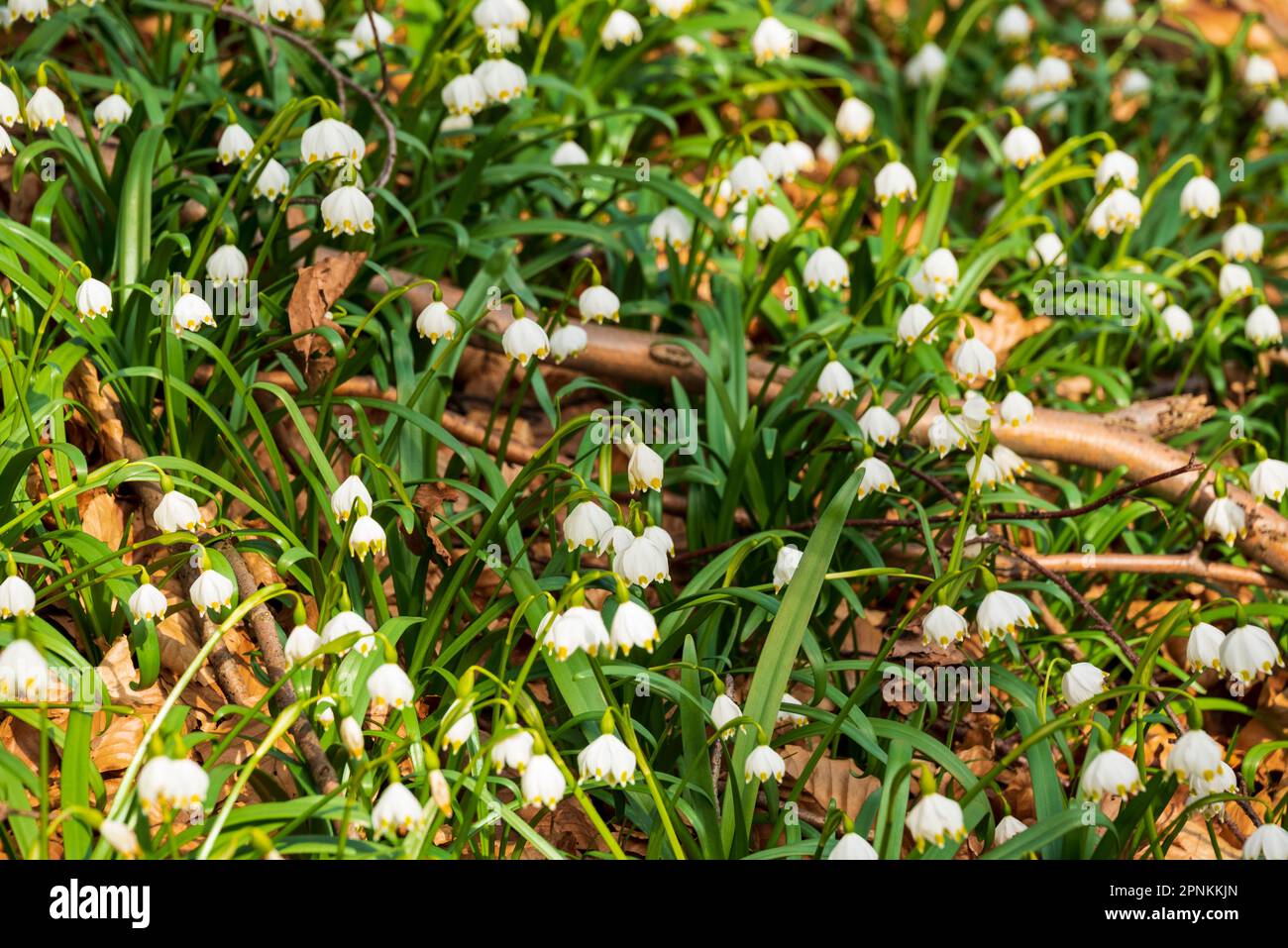 Full frame shot of flowering spring snowflake (Leucojum vernum) in a ...
