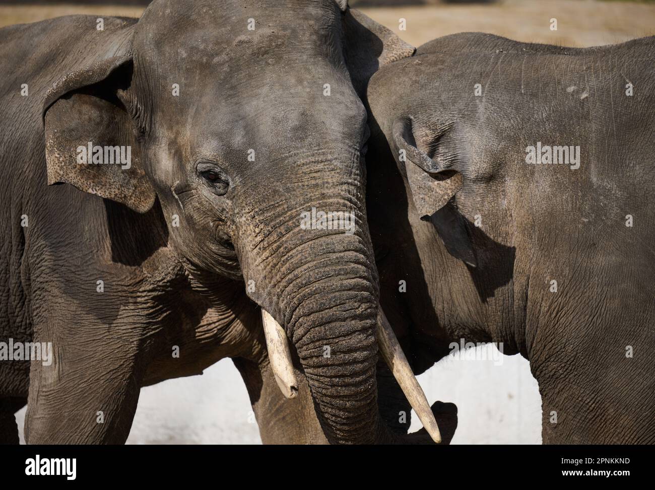 Elephants trunks intertwined hi-res stock photography and images - Alamy