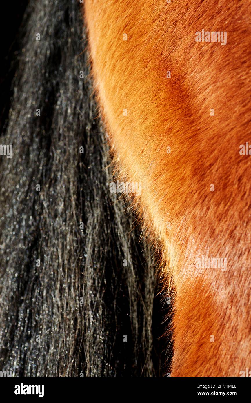 Close up a Horse's Fur and Tail Stock Photo - Alamy