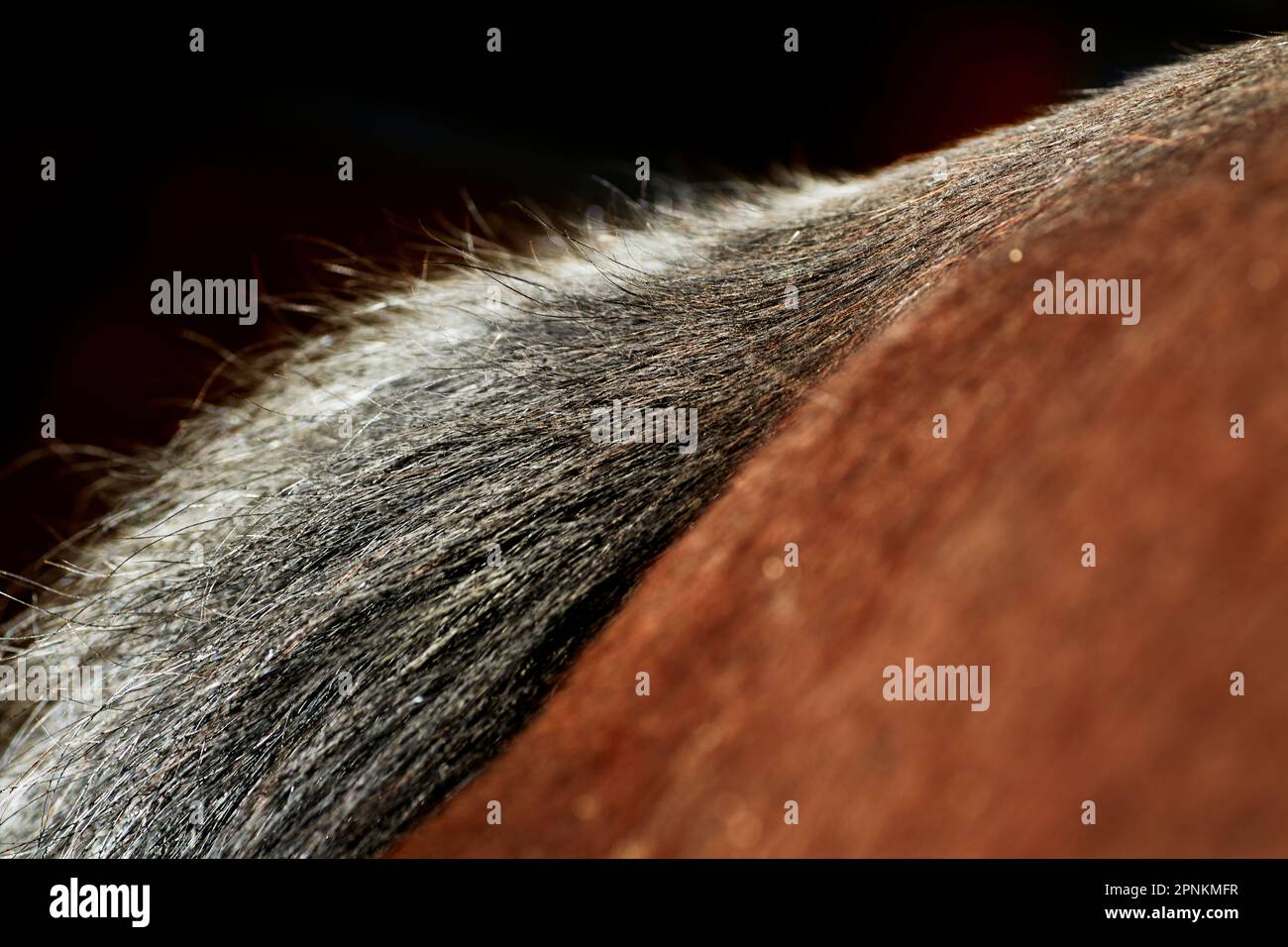 Hind end hi-res stock photography and images - Alamy