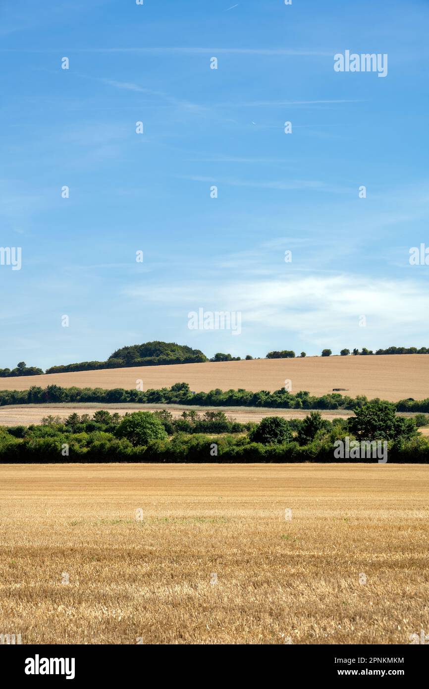 View of cereal fields in Wiltshire on a summer afternoon, England Stock ...