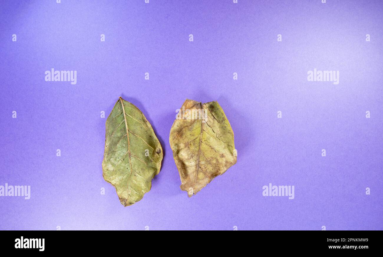 two faded Autumn leaves isolated on a purple background Stock Photo - Alamy