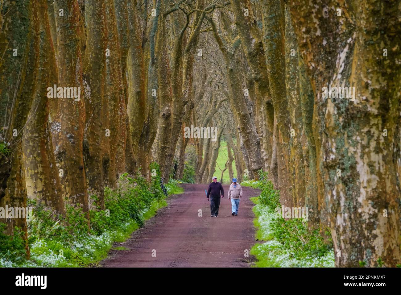 Azorean farmers walk down a dirt road between massive London Plane ...