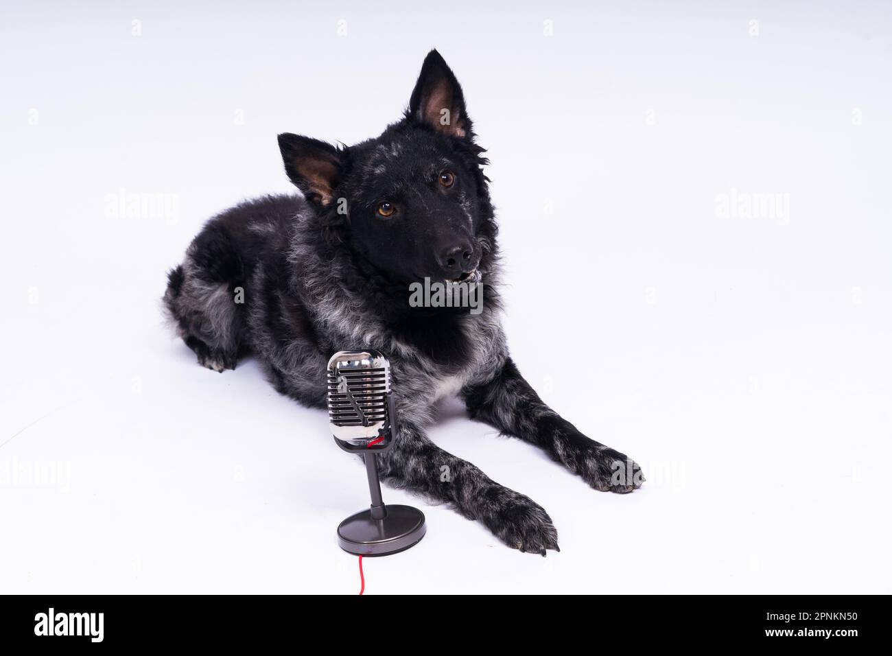 Mudi dog with microphone on a white studio background Stock Photo - Alamy