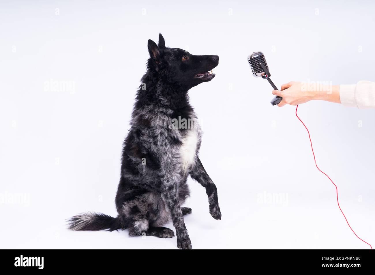 Mudi dog with microphone on a white studio background Stock Photo - Alamy