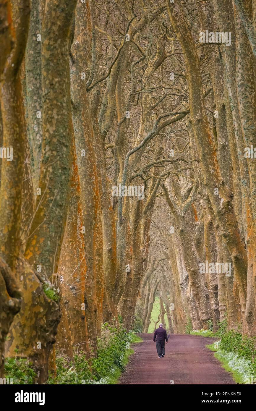 An Azorean farmer walks down a dirt road between massive London Plane ...