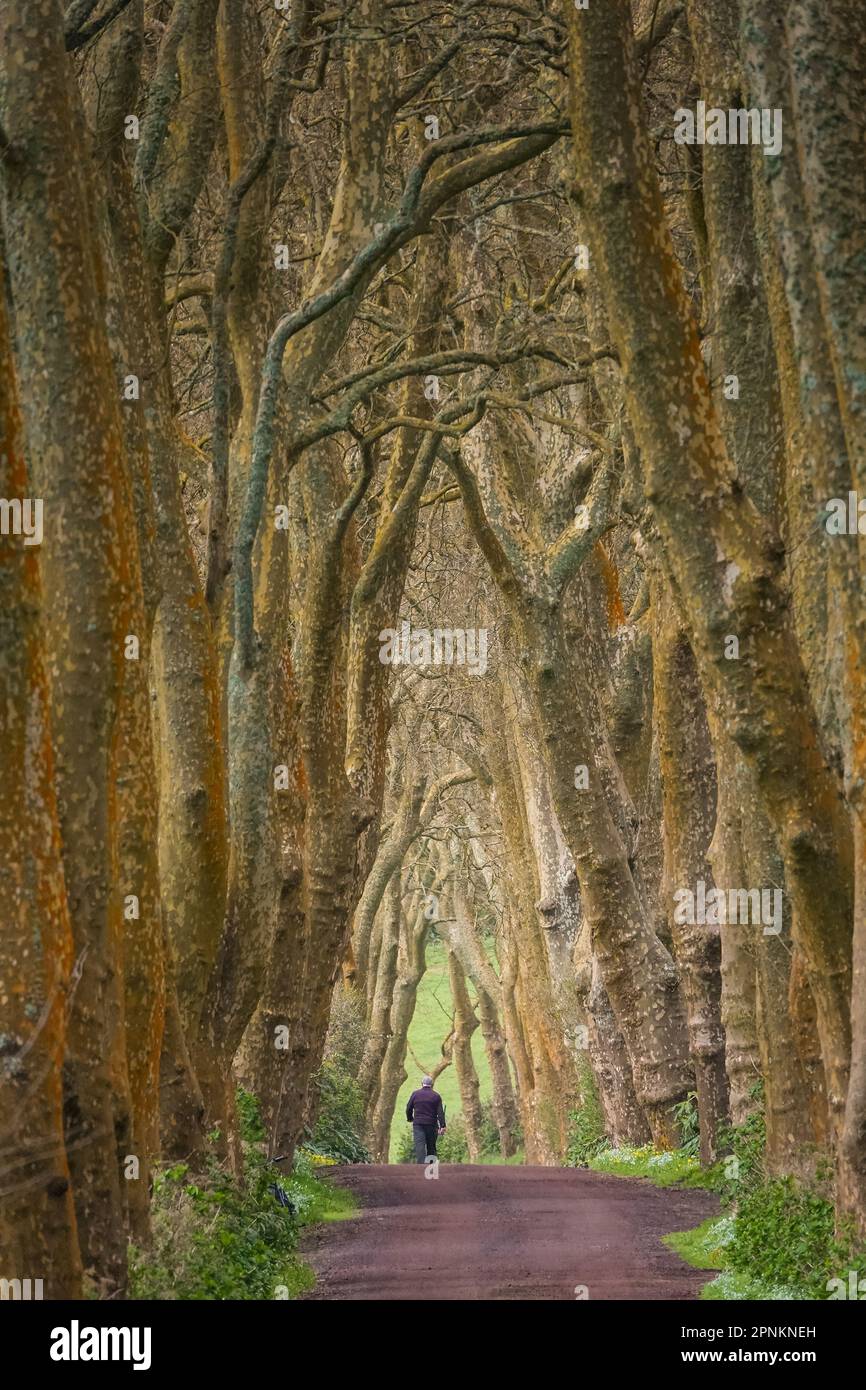 An Azorean farmer walks down a dirt road between massive London Plane ...