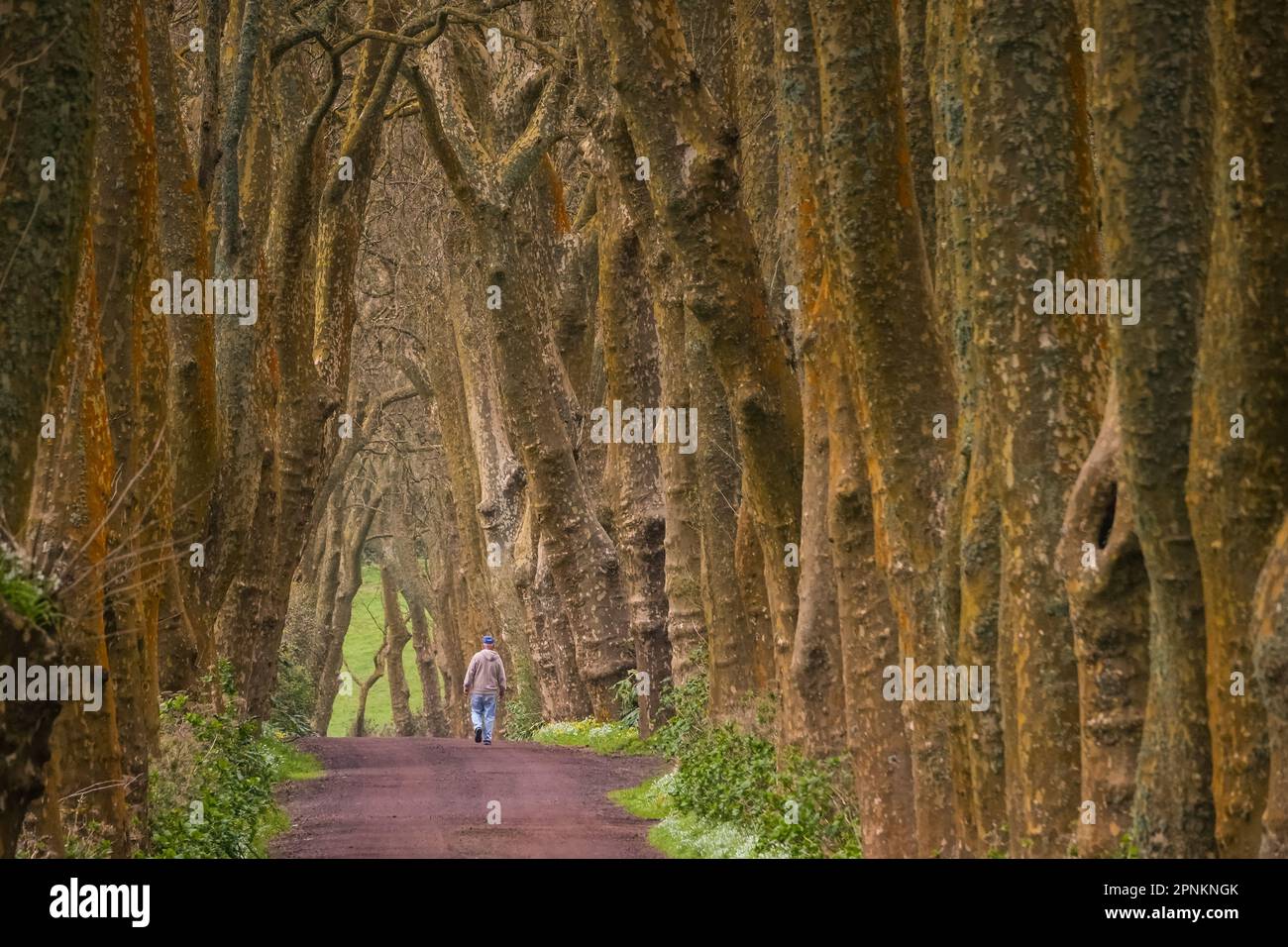 An Azorean farmer walks down a dirt road between massive London Plane ...