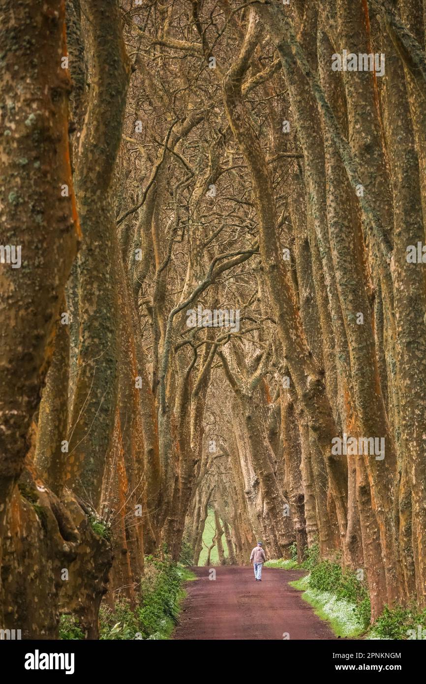 An Azorean farmer walks down a dirt road between massive London Plane ...