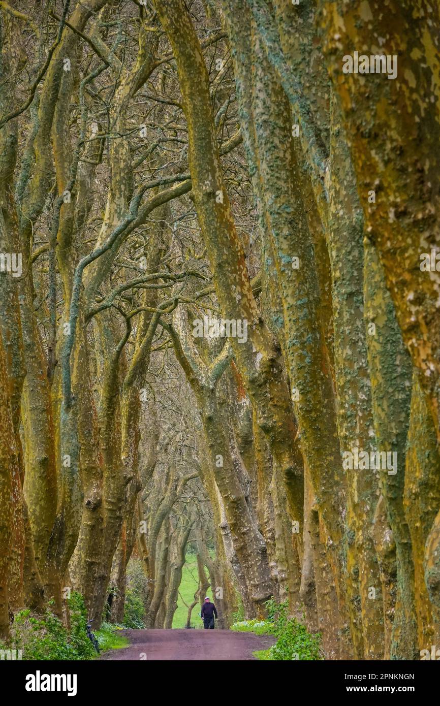An Azorean farmer walks down a dirt road between massive London Plane ...