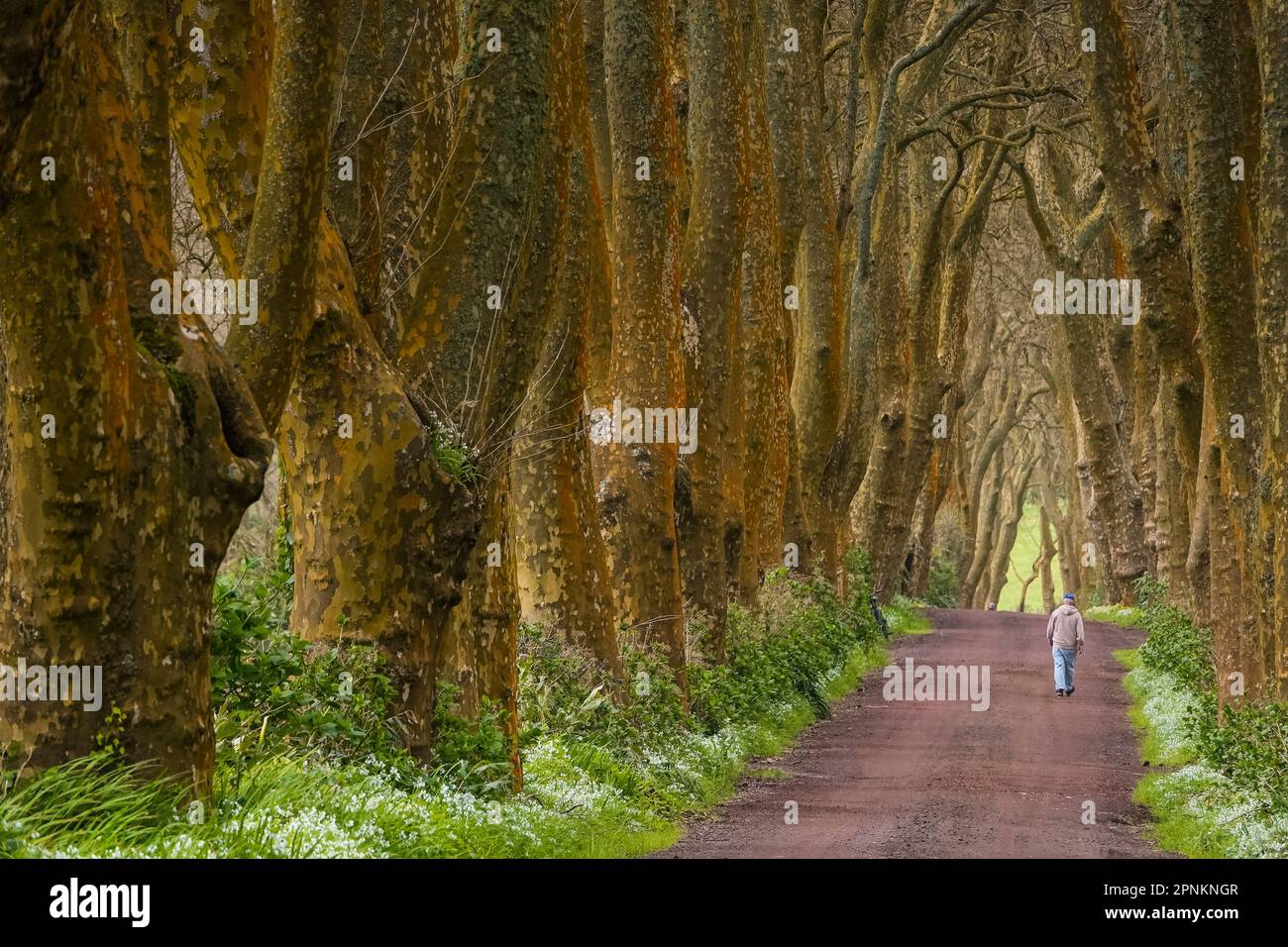 An Azorean farmer walks down a dirt road between massive London Plane ...