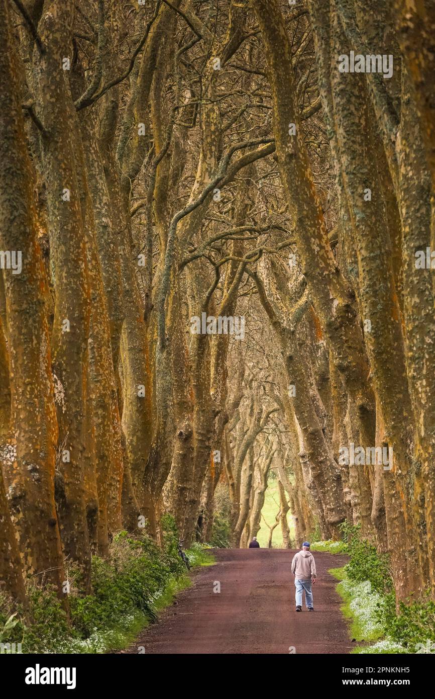 An Azorean farmer walks down a dirt road between massive London Plane ...