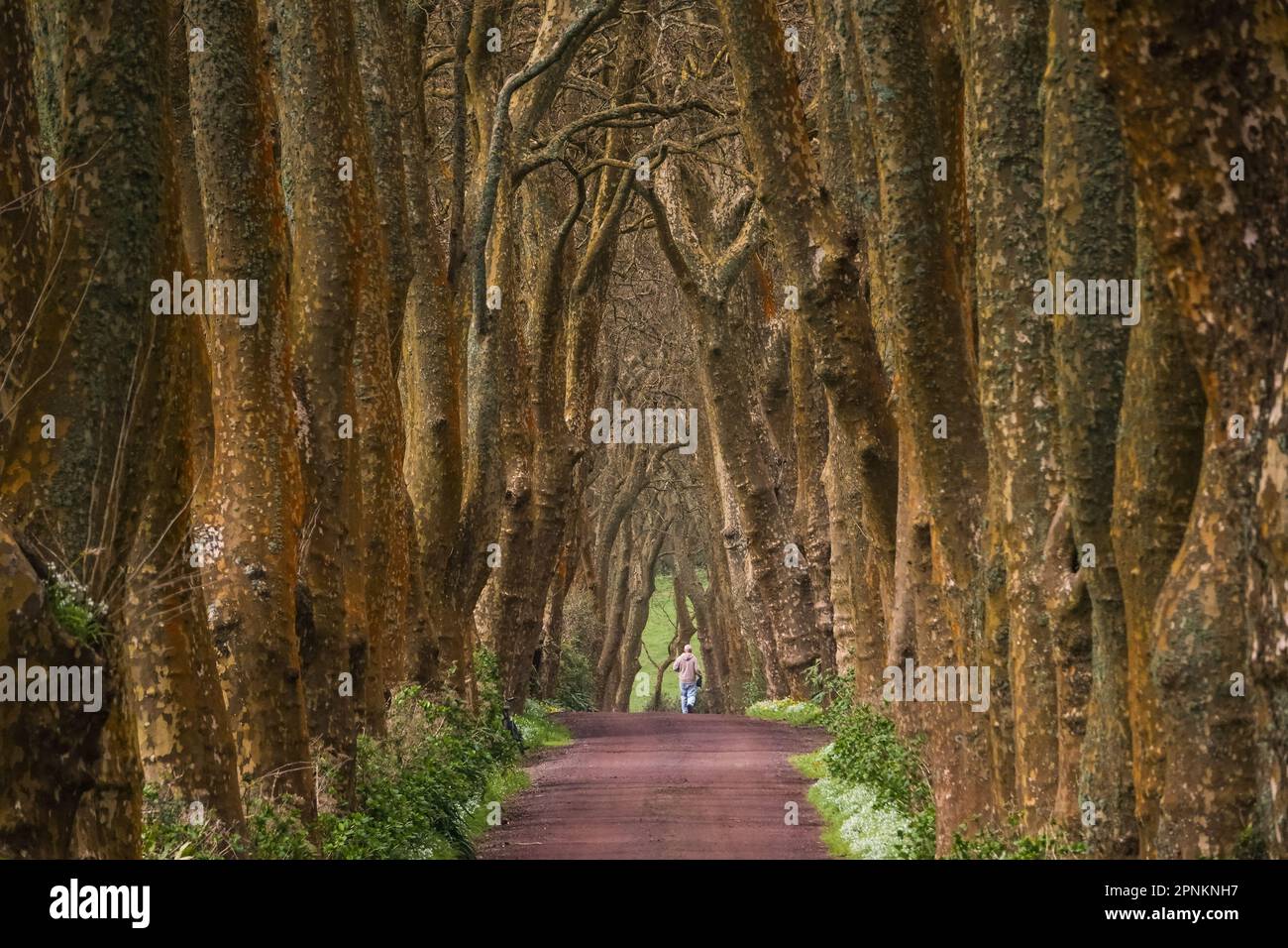 An Azorean farmer walks down a dirt road between massive London Plane ...