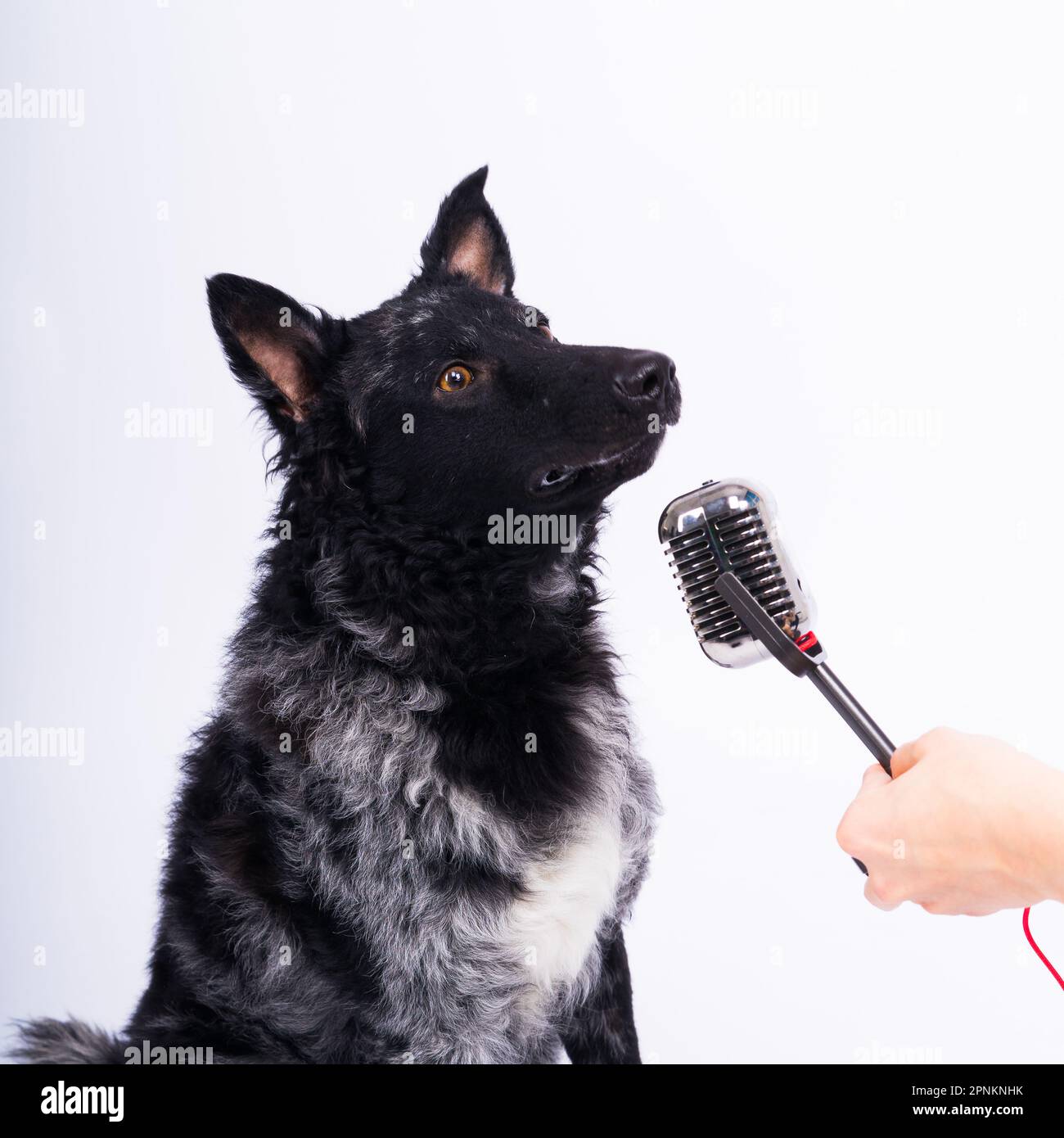 Mudi dog with microphone on a white studio background Stock Photo - Alamy