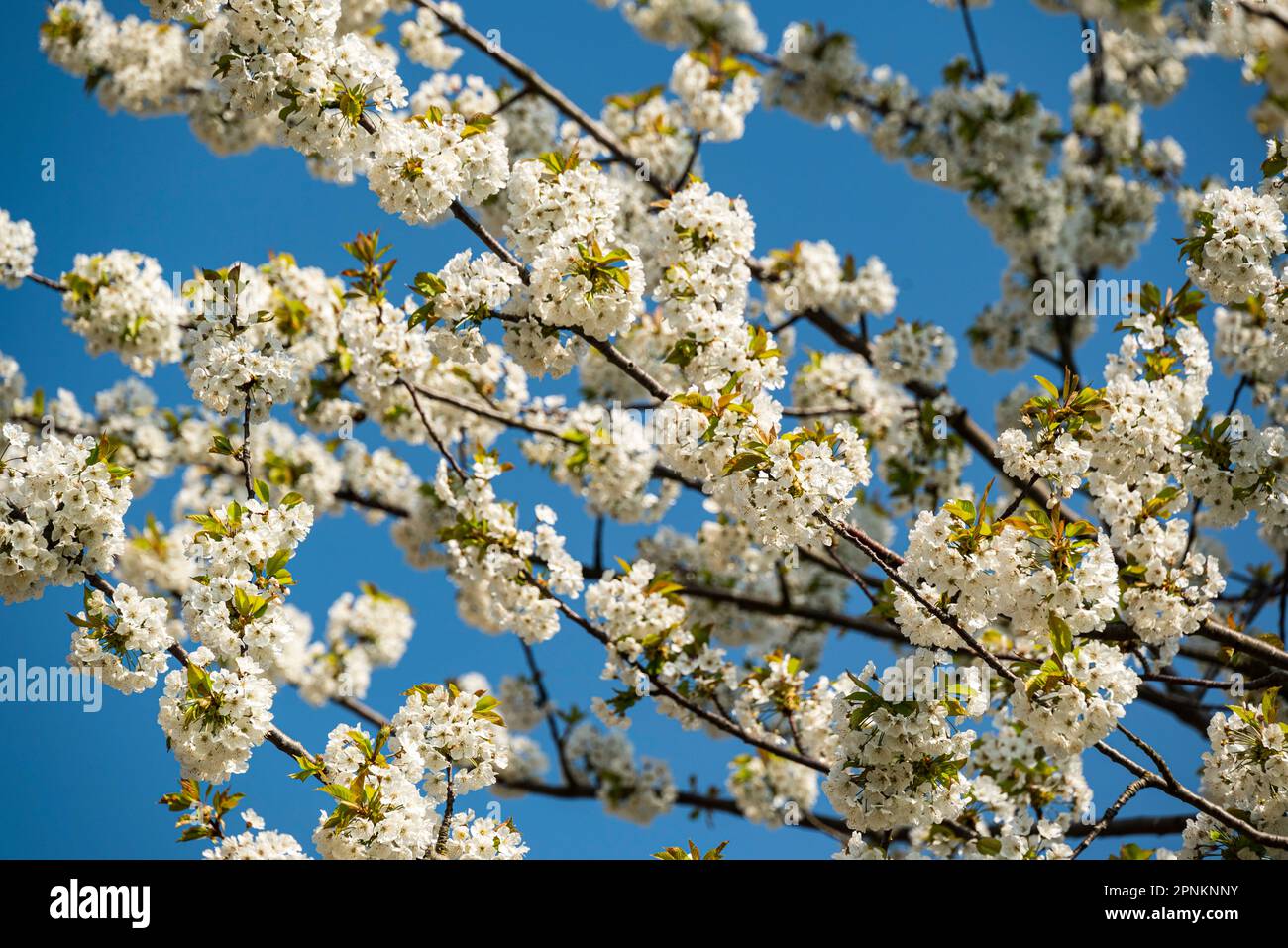 Branches and twigs of a flowering cherry tree. The beautiful white ...