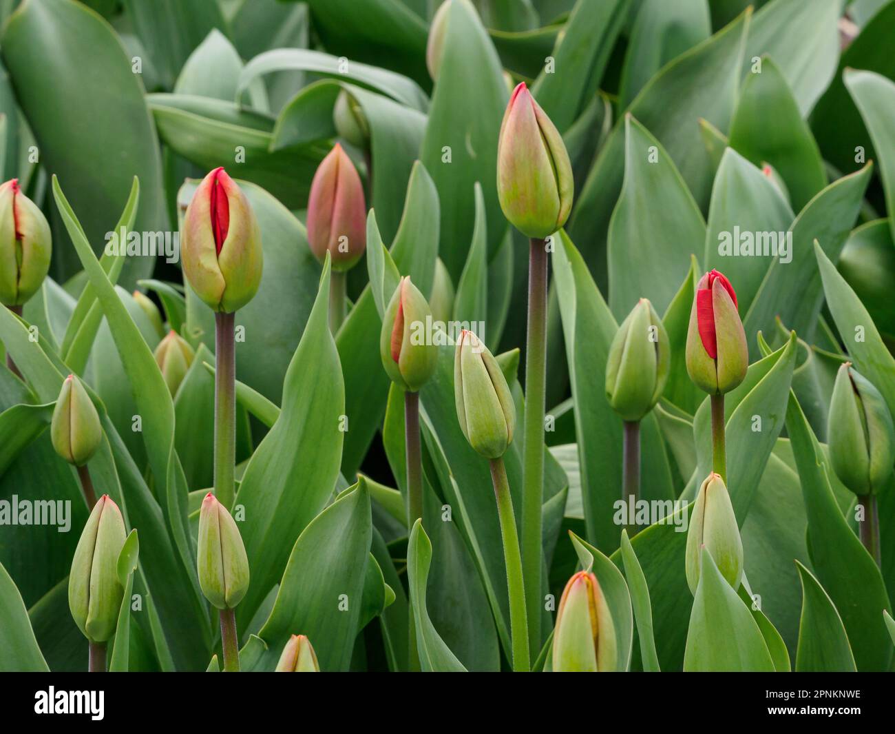 the city of Urk and many tulips in the netherlands Stock Photo - Alamy
