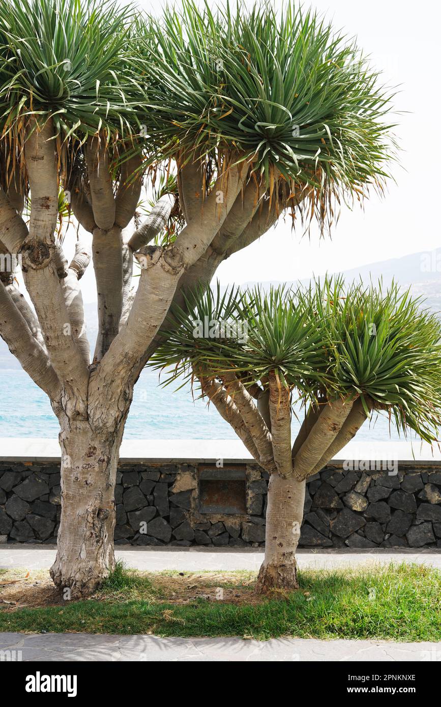 Yucca family palm trees in the sity promenade Stock Photo - Alamy