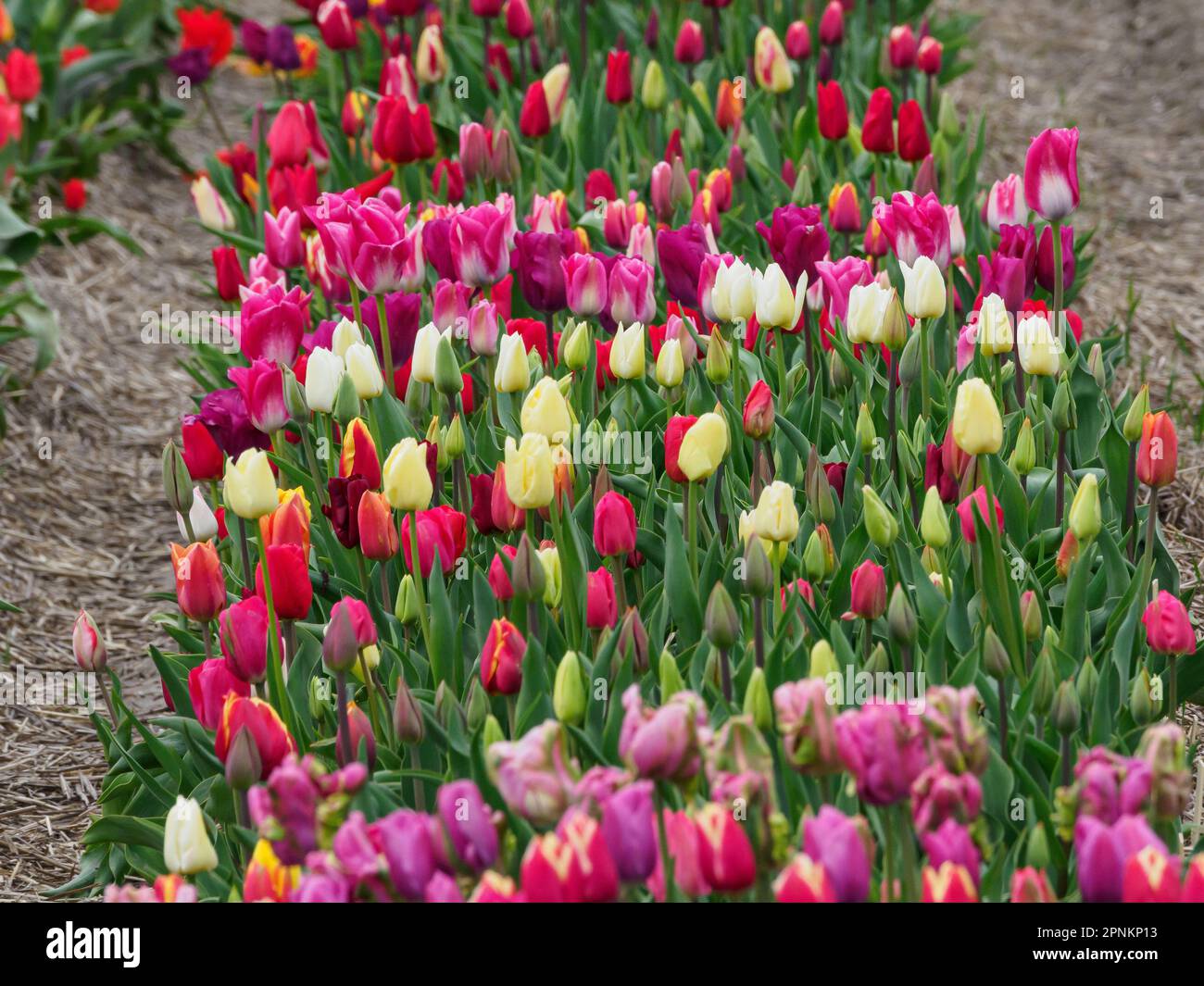 the city of Urk and many tulips in the netherlands Stock Photo - Alamy