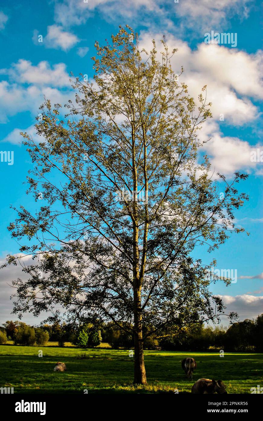 A vertical photograph of a tall tree standing in a vast green field in ...