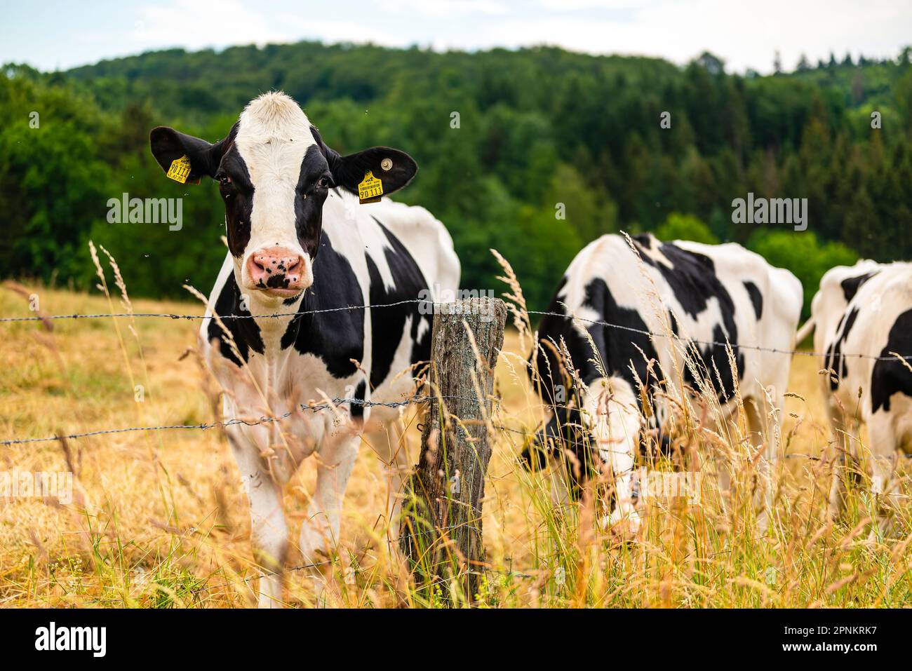 Adolescent bull (Holstein Friesian cattle) on a pasture, looking ...