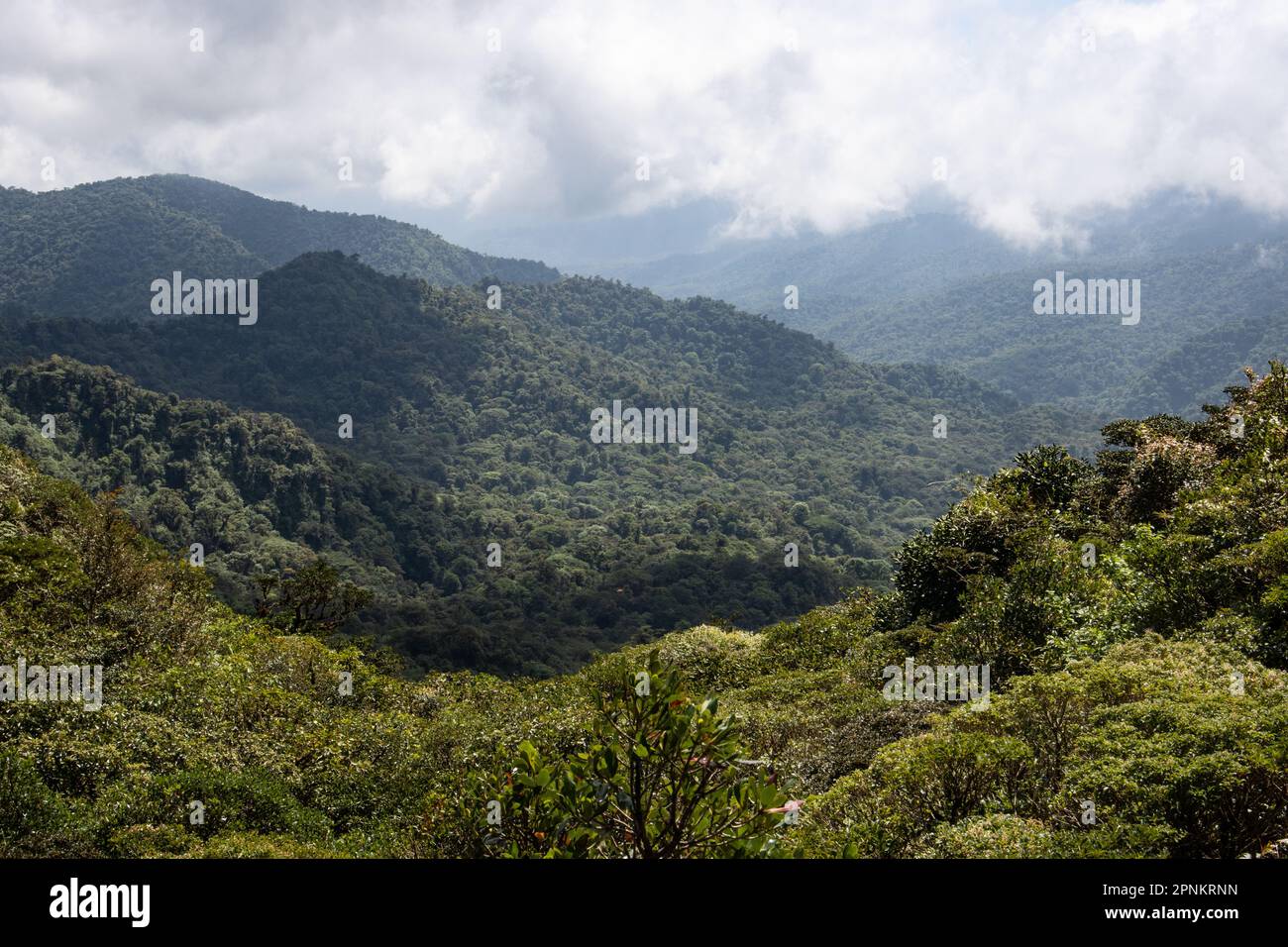 Tropical Cloud Forest, Monteverde, Costa Rica Stock Photo - Alamy