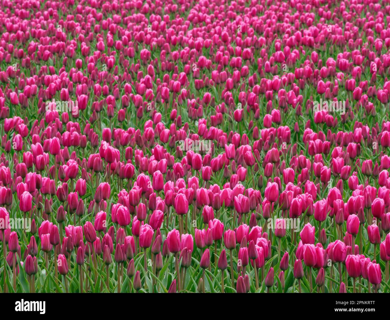 the city of Urk and many tulips in the netherlands Stock Photo - Alamy