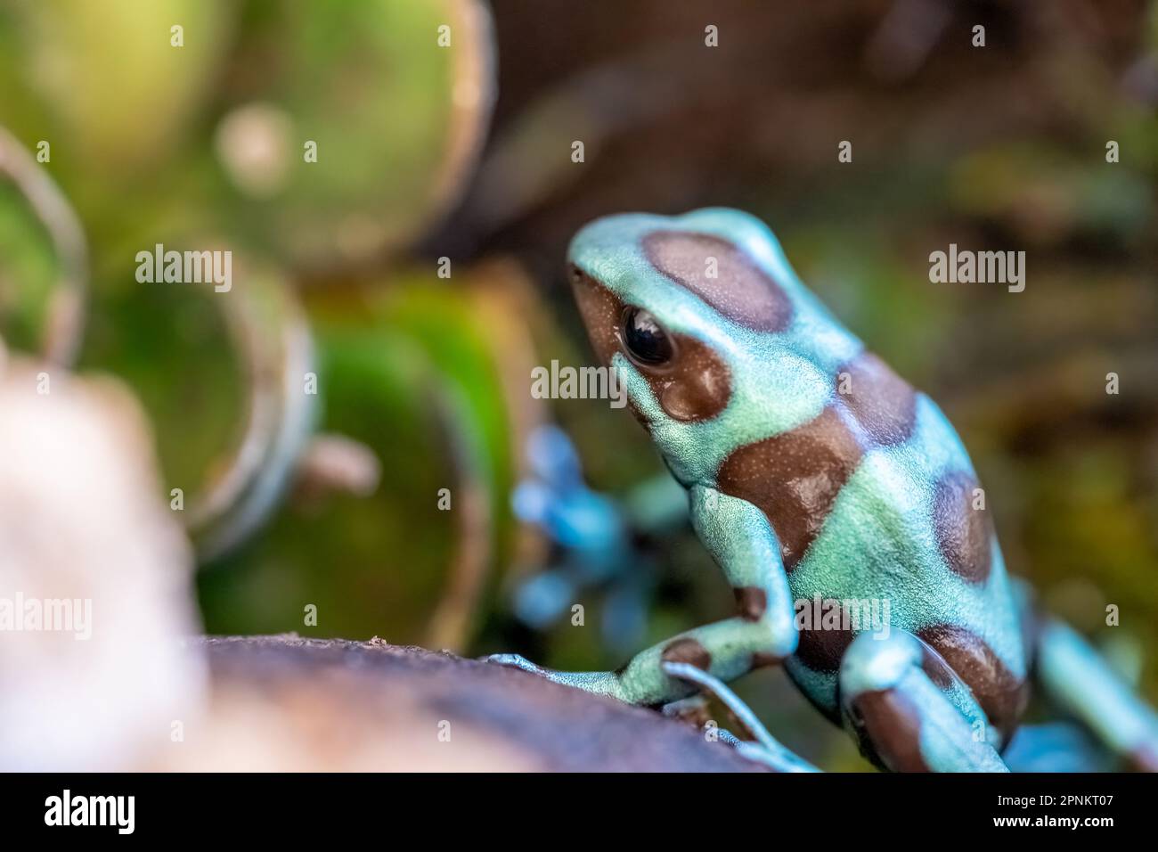The green and black frog (Dendrobates auratus), or green and black ...