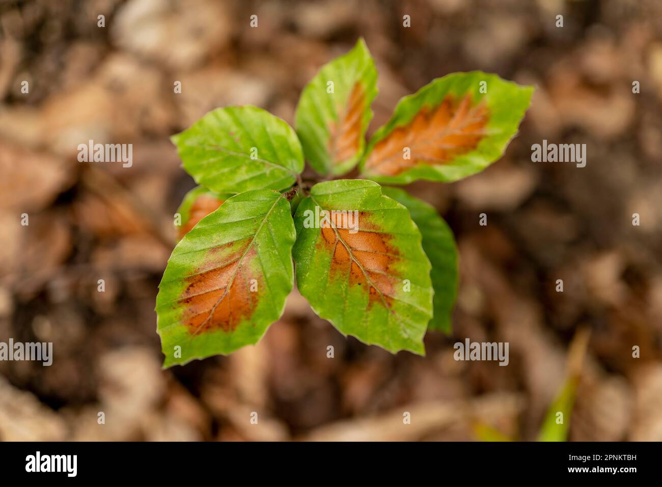 Close-up of a beech sapling in a forest with green leaves with ...