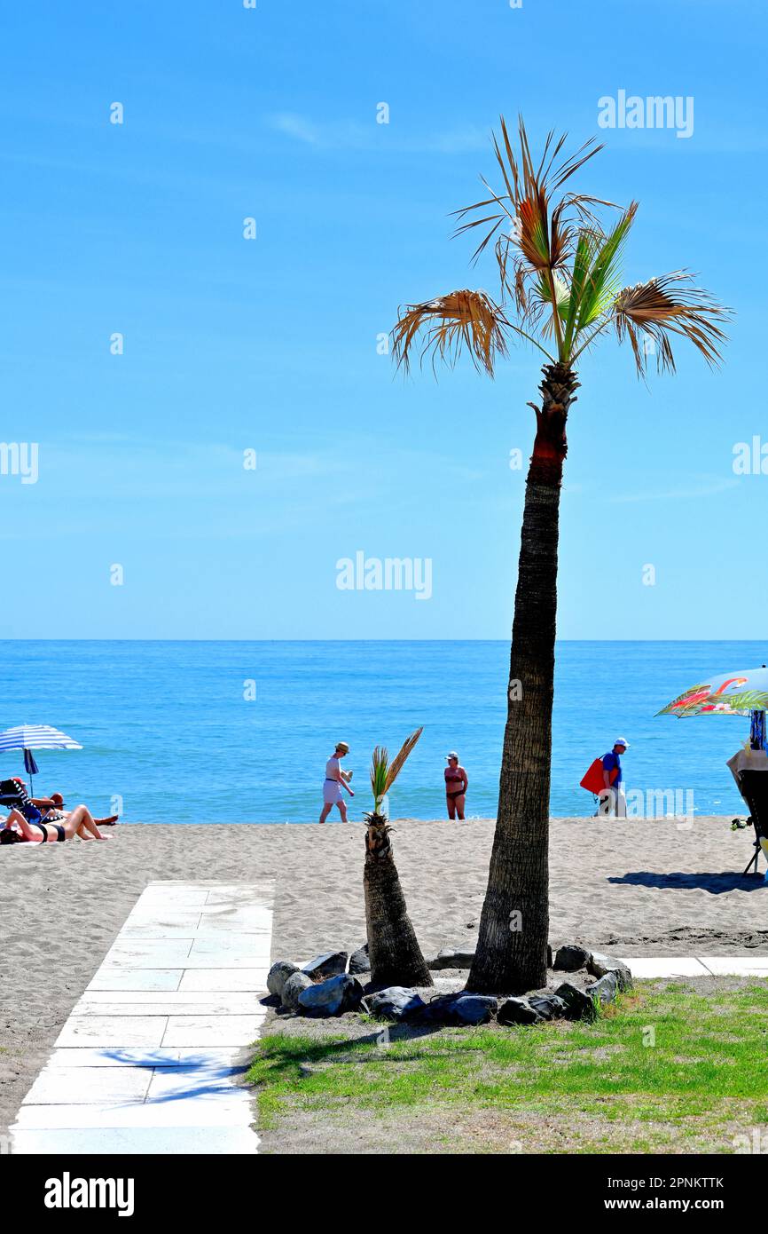 Malaga Benalmadena Spain by the beach a single palm tree and sea on the ...