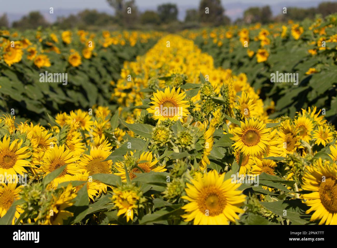 Sunflower Fields in California Stock Photo - Alamy