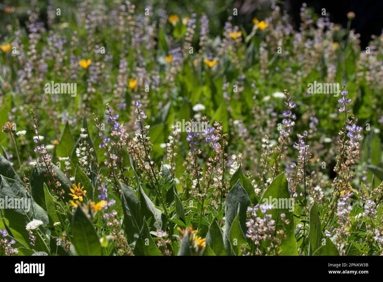 Wildflowers in the Mountains of Northern California Stock Photo - Alamy