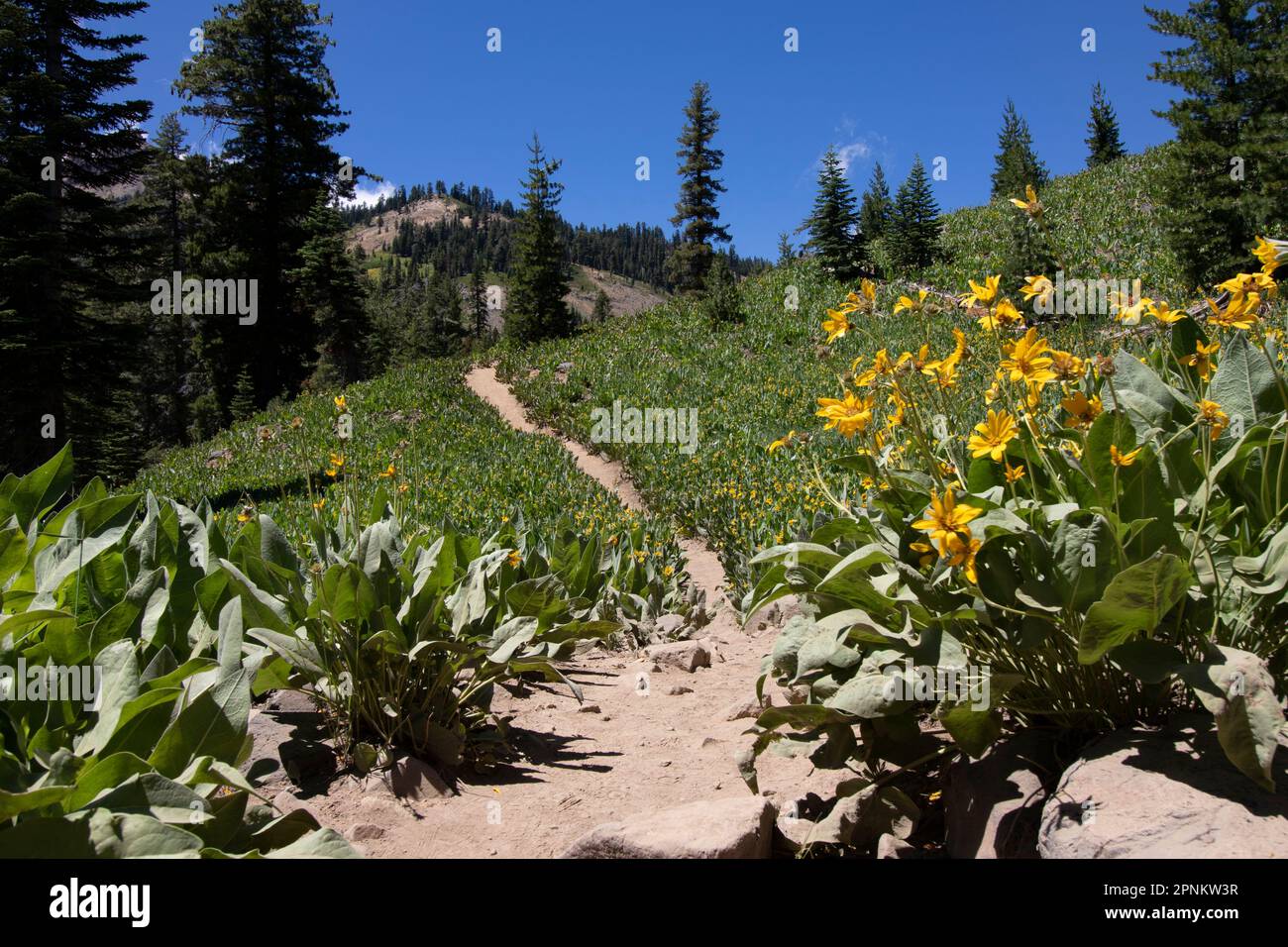Hiking Trail, Cascade Mountains Stock Photo - Alamy