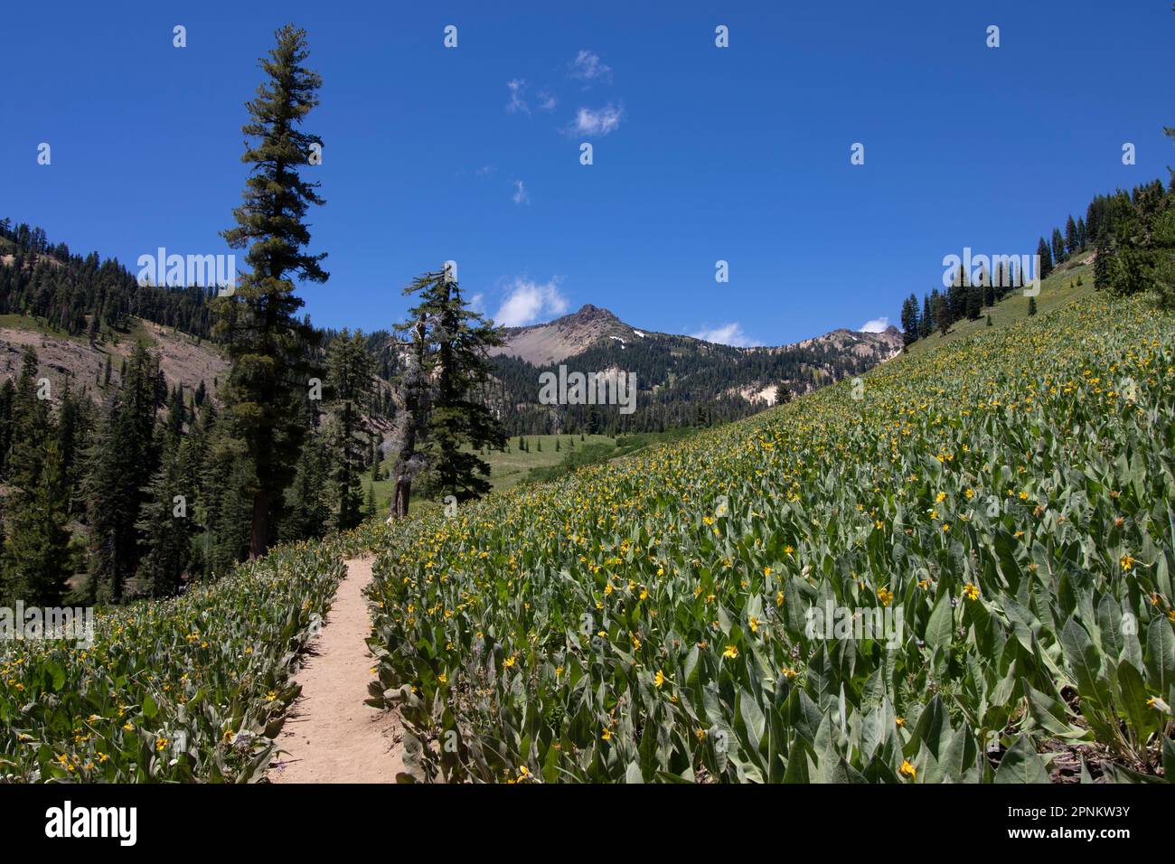Hiking Trail, Cascade Mountains Stock Photo - Alamy