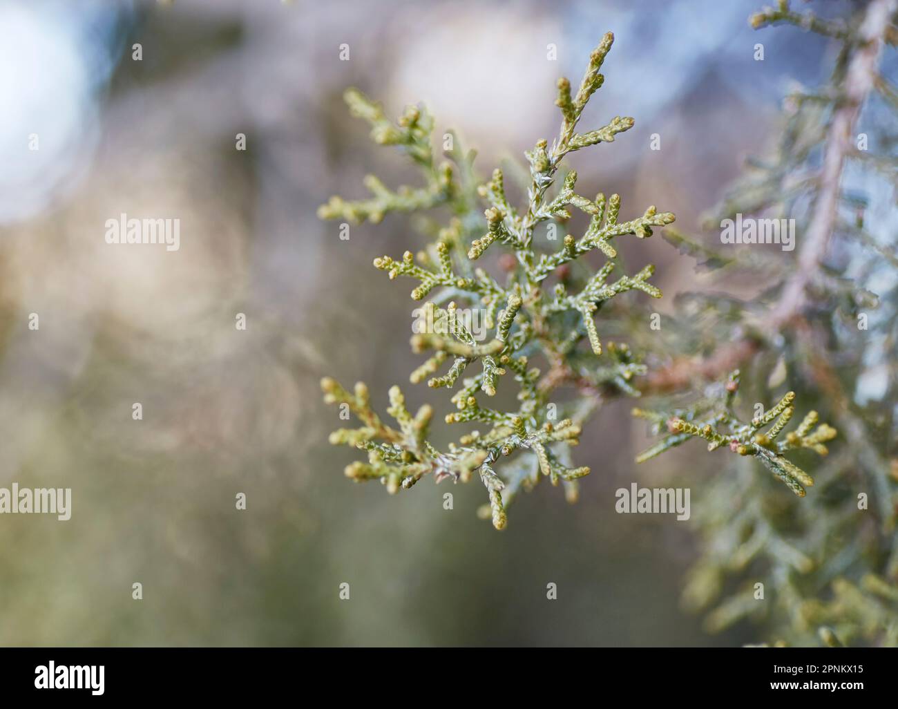 Arizona cypress trees hi-res stock photography and images - Alamy